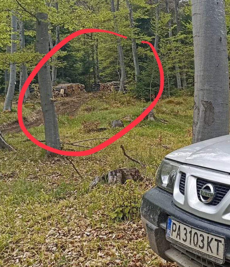 Сигнал за незаконна сеч Защити Гората